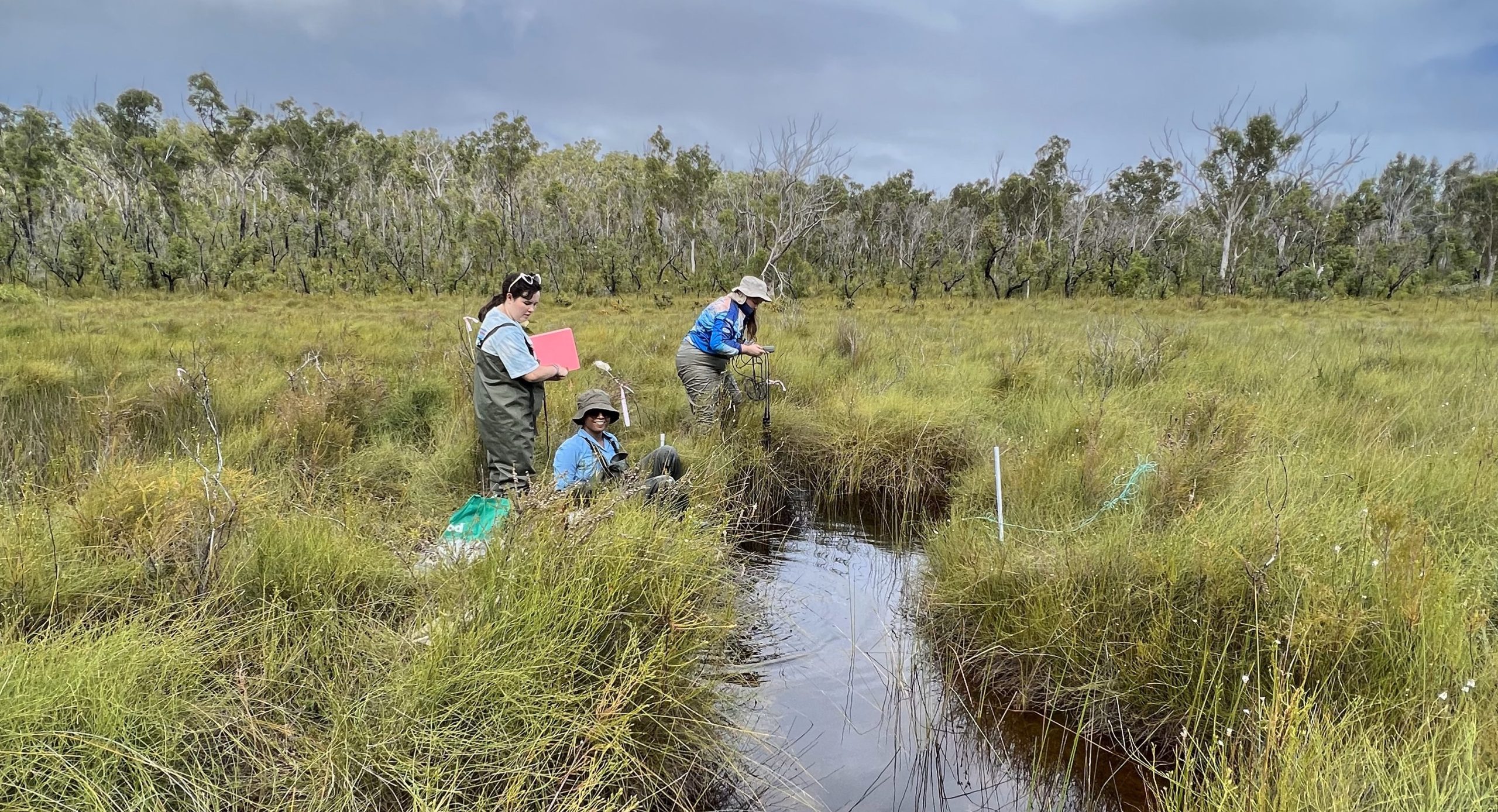 Australia’s subtropical peat swamps need fire to survive - Western Port ...