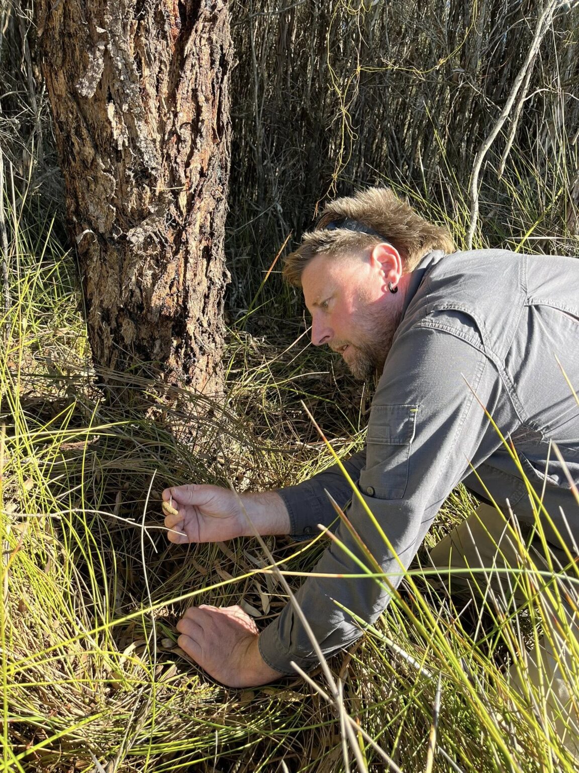 Growing Connections for Koalas in the Western Port Biosphere - Western ...