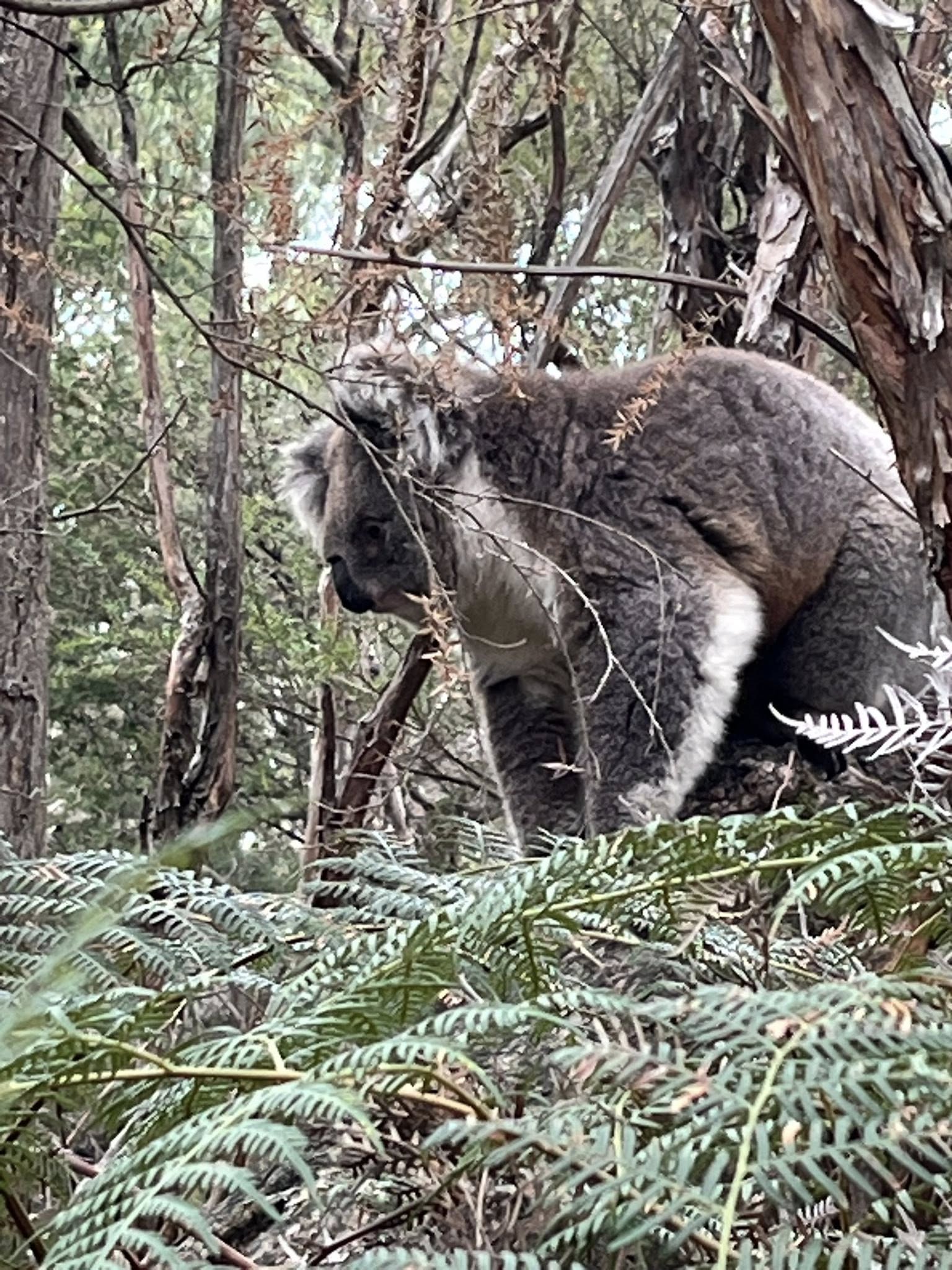 Donate to the Koala Corridor Project - Western Port Biosphere