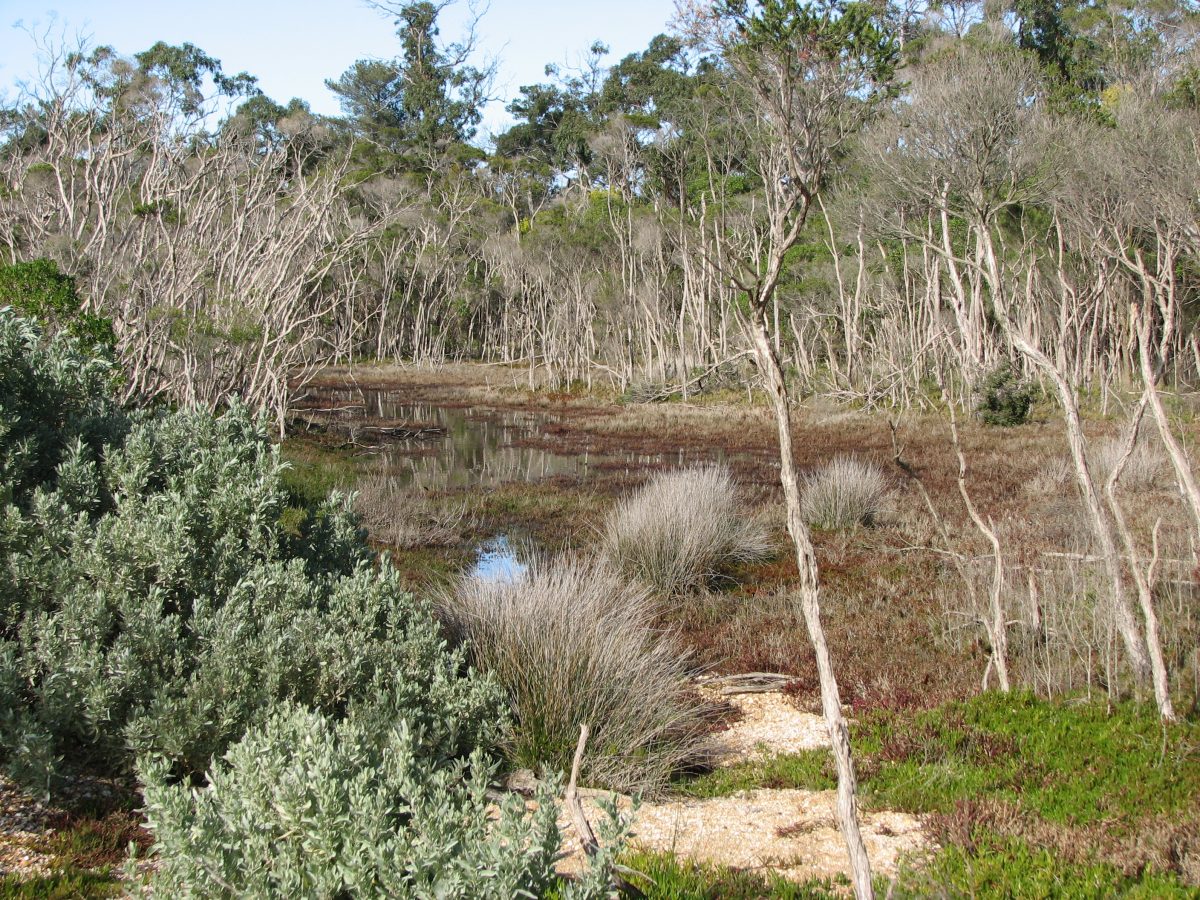 An update from our Conservation Science Manager - Western Port Biosphere