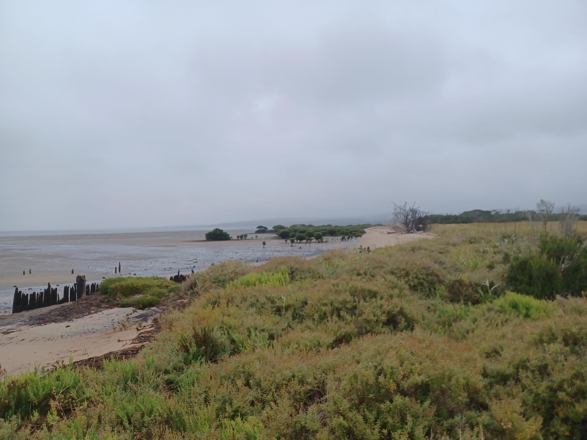 The Weeds of the Western Port Coast - Western Port Biosphere
