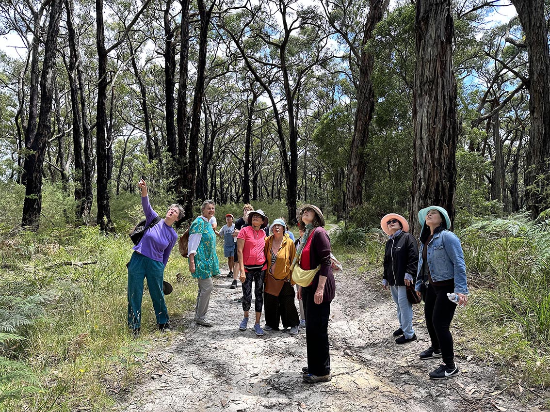 Woodland walks: Save Western Port Woodlands - Western Port Biosphere