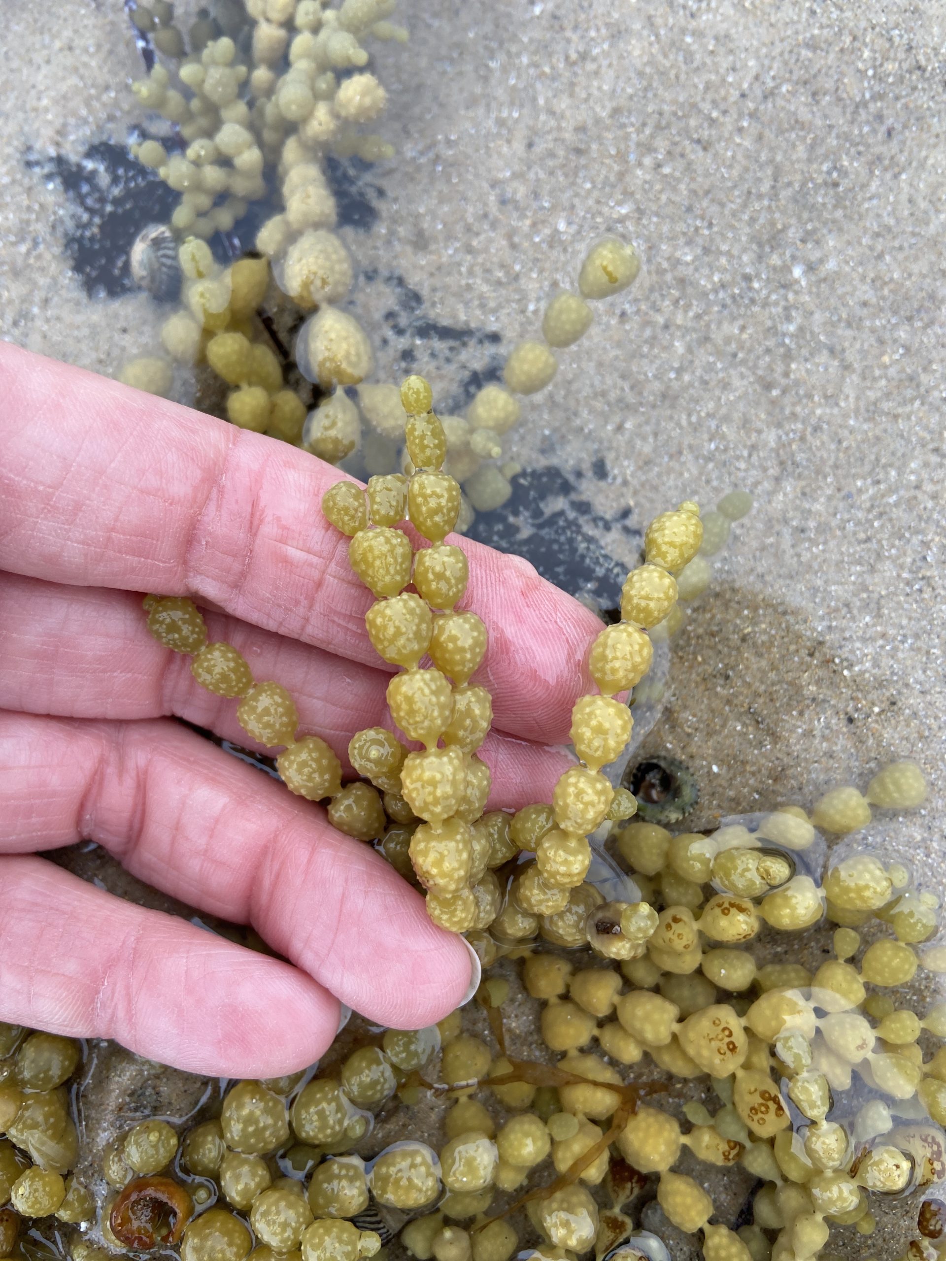 Biodiversity in Schools program update - Western Port Biosphere