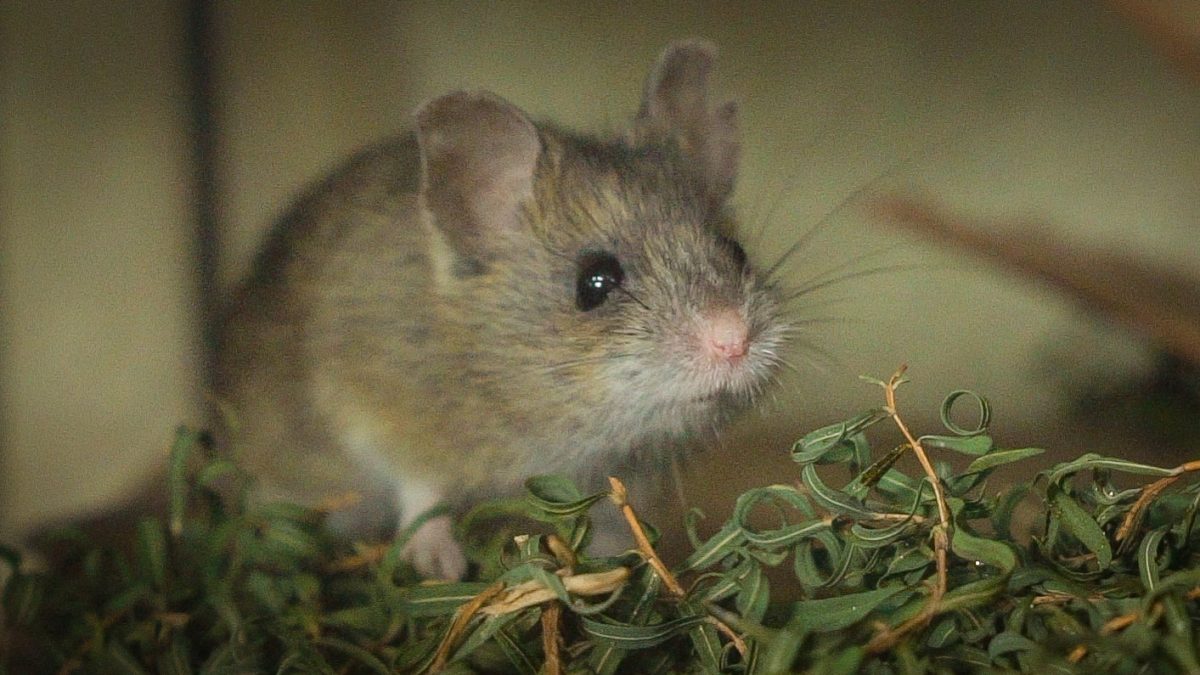 Royal Botanic Gardens Cranbourne receives a new population of Pookila ...