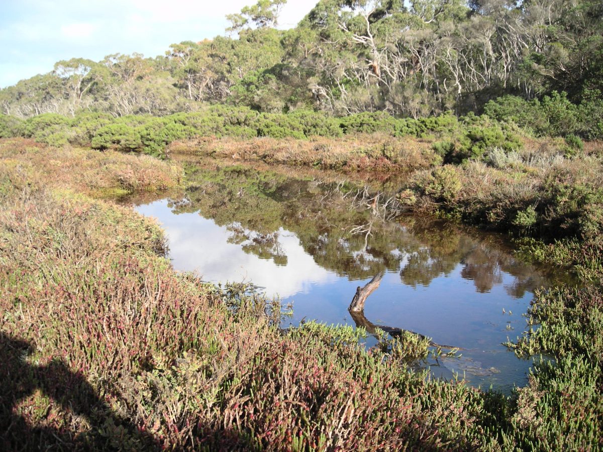 Blue Carbon Ecosystems in the Western Port Biosphere Reserve - Western ...
