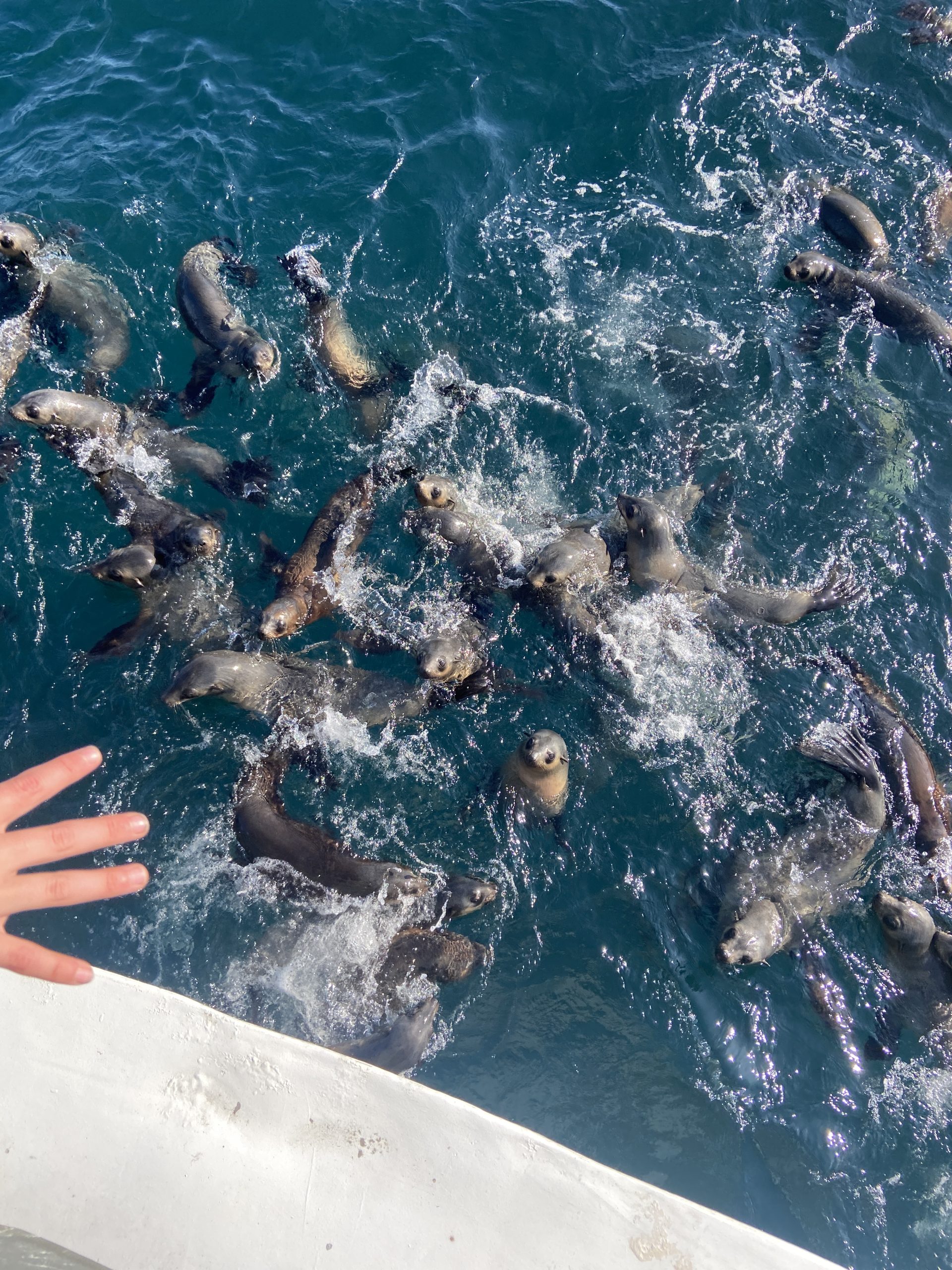 Biodiversity in Schools – Term Two Highlights - Western Port Biosphere