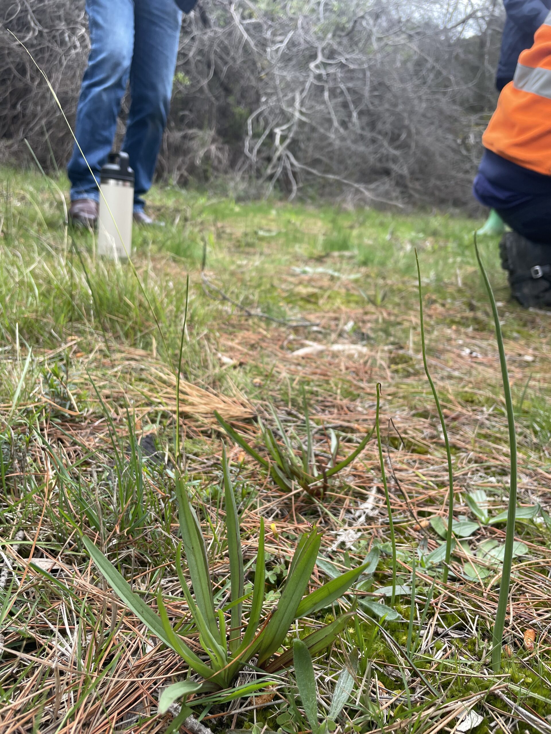 The Weeds of the Western Port Coast - Western Port Biosphere