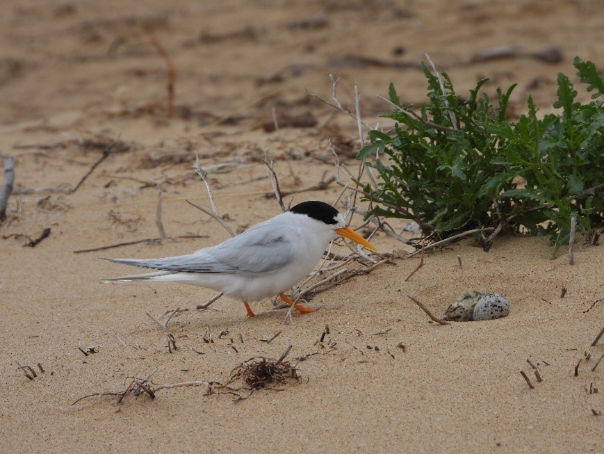Restoring habitat for Fairy Terns- Phillip Island Nature Parks ...
