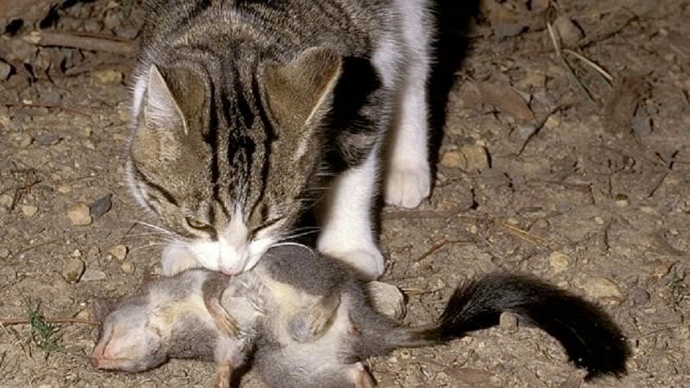 The Cat Problem - Western Port Biosphere