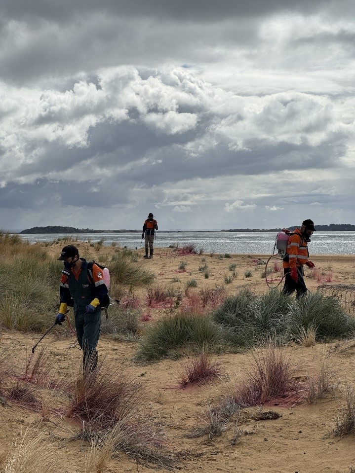 The Weeds of the Western Port Coast - Western Port Biosphere